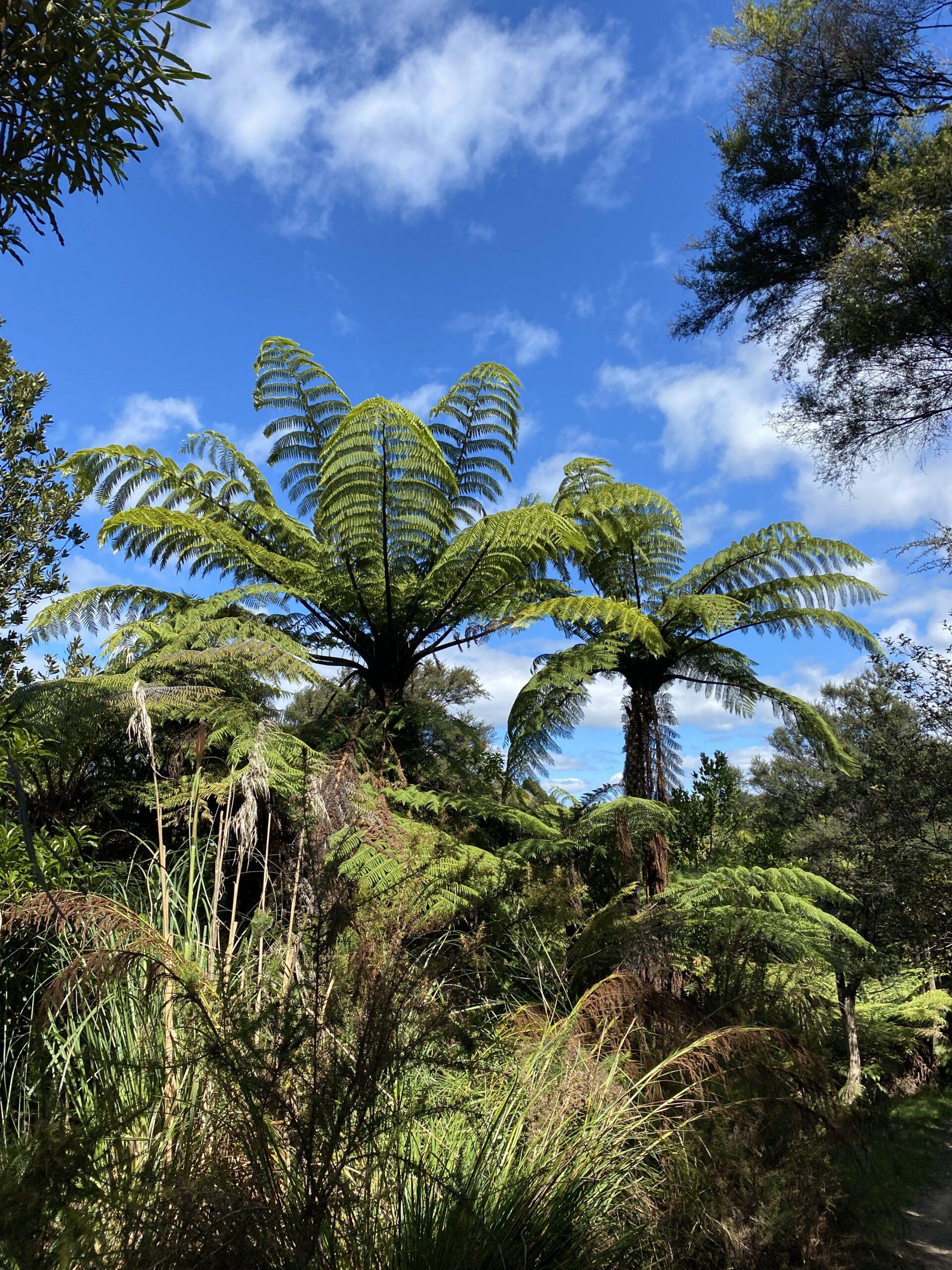 Best Things To Do in Whangarei, Aotearoa New Zealand