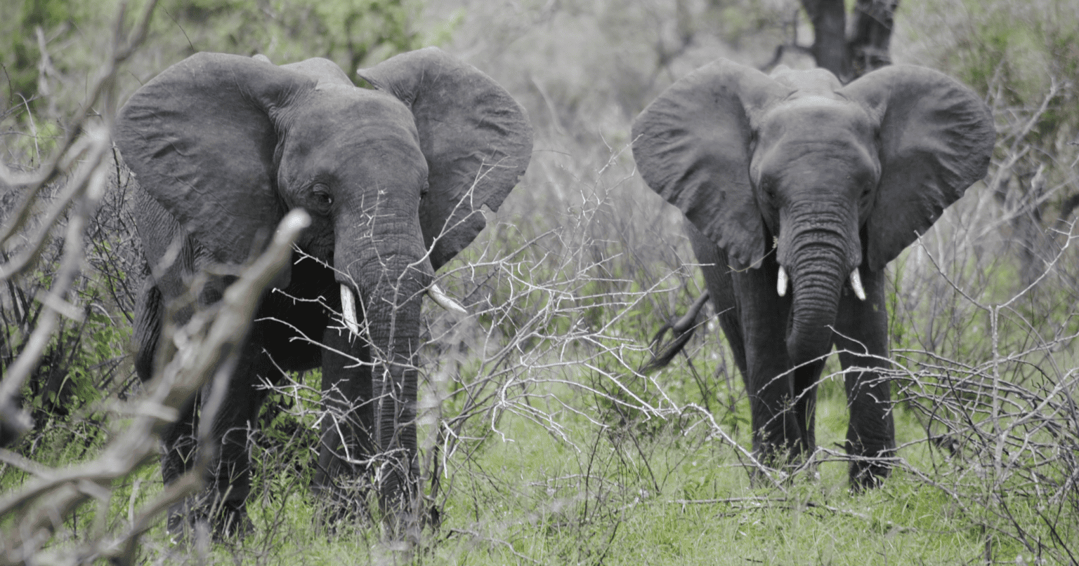 How to Self-Drive the Kruger National Park in South Africa