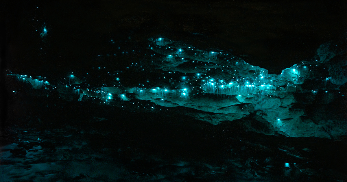 Stunning Glow Worm Caves in New Zealand