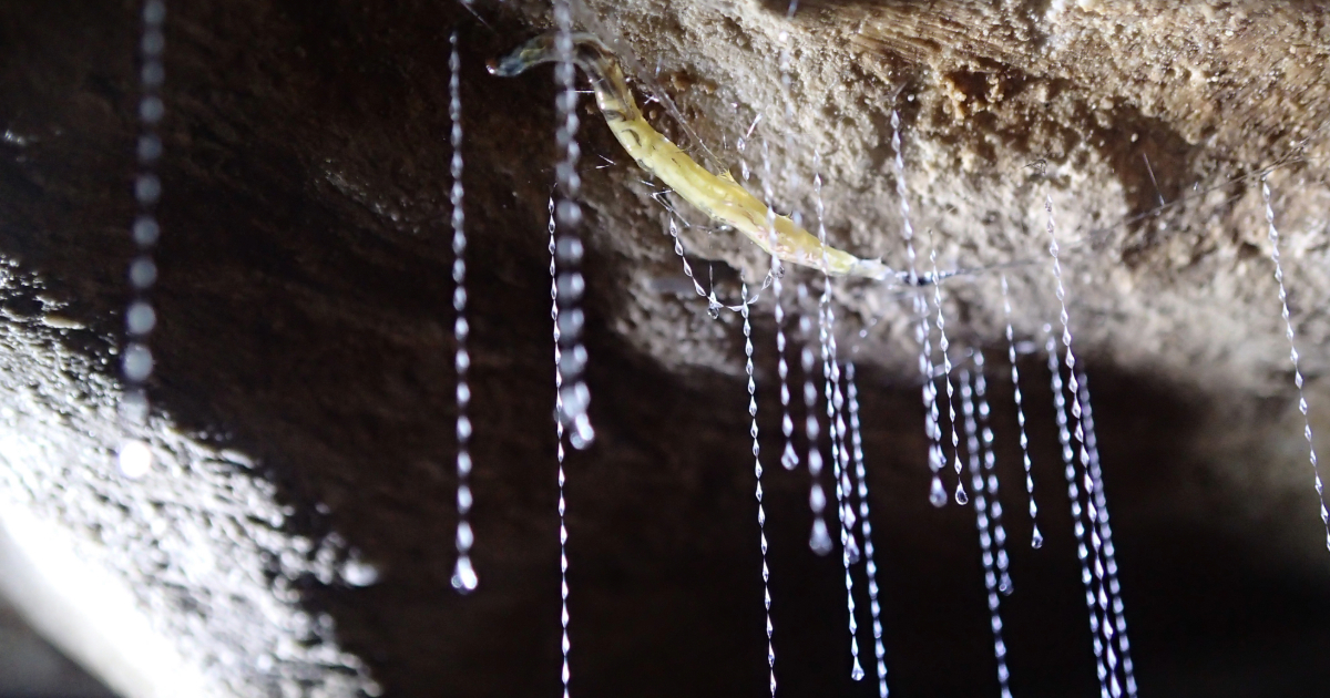 Best Glowworm Caves in New Zealand: Waitomo & Beyond (2026)