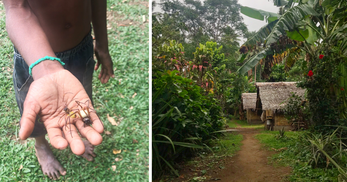 Vanuatu’s Ancient Nagol Land Diving Ritual (& How to See It)